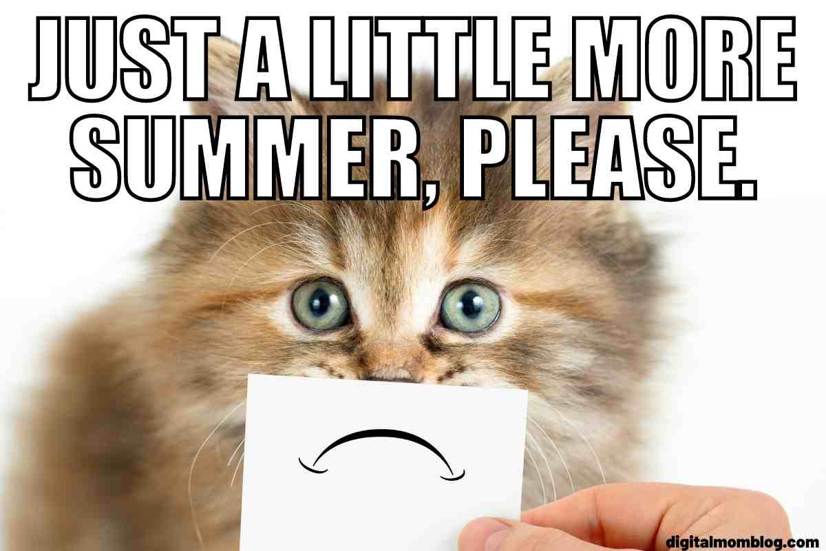 The Best Summer Memes And Images For The Hot 2024 Season