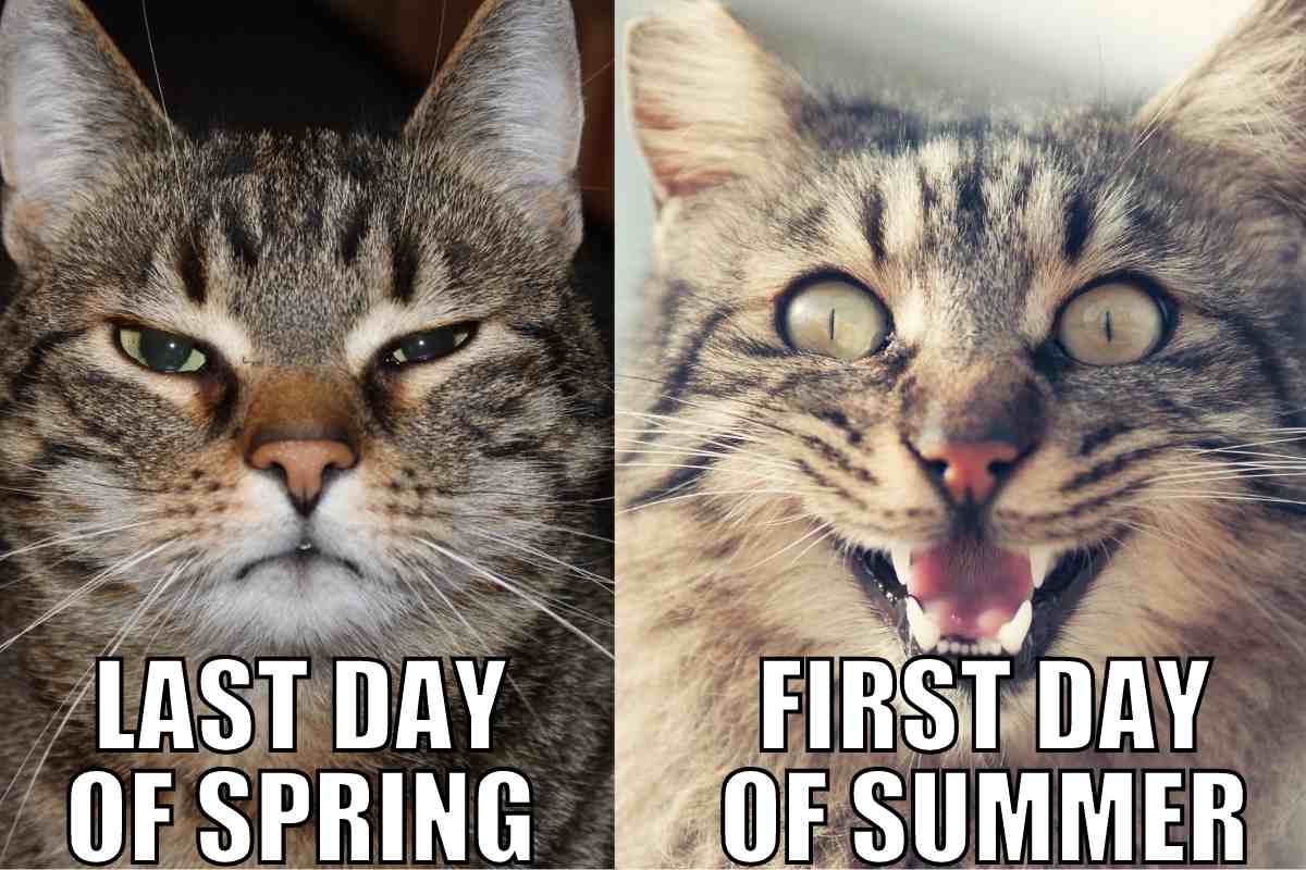 The Best Summer Memes And Images For The Hot 2024 Season