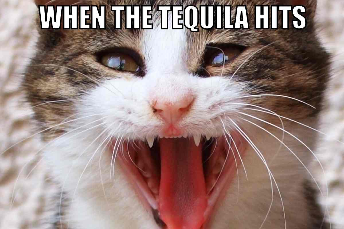 Cinco De Mayo Memes And Funny GIFs To Celebrate May 5