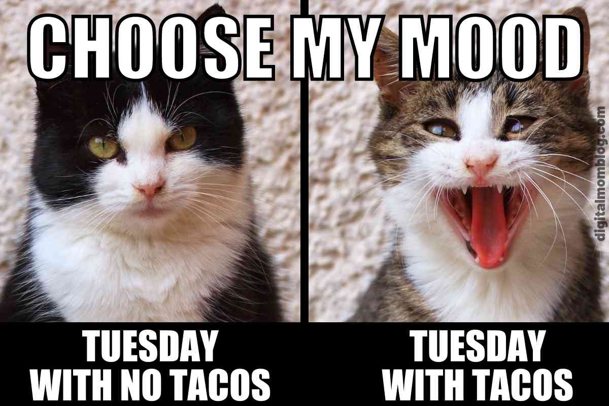20 Funny Taco Tuesday Memes To Spice Up Your Feed