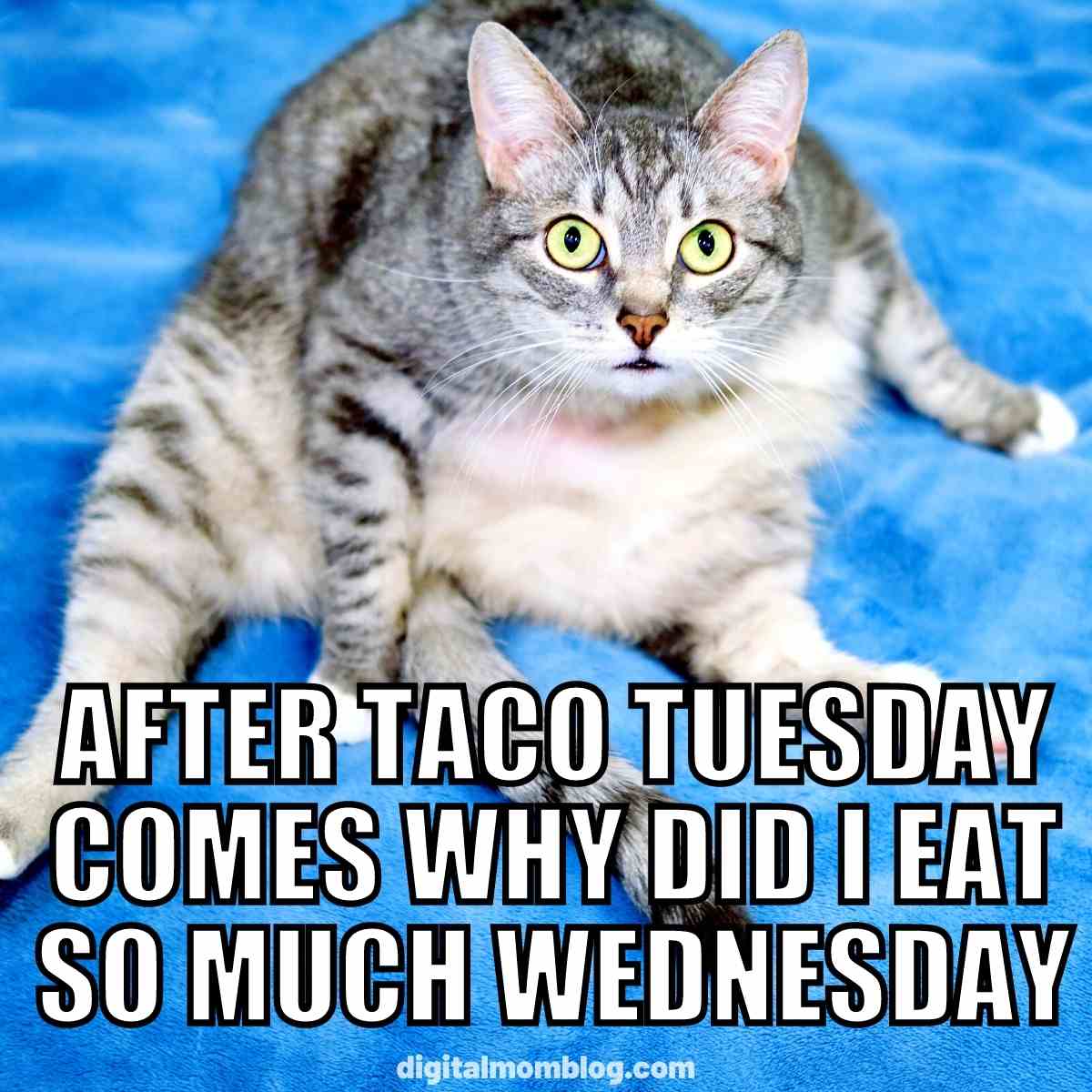 20 Funny Taco Tuesday Memes To Spice Up Your Feed