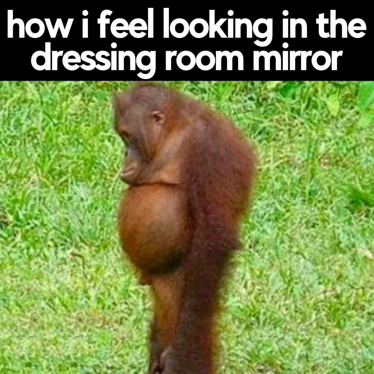 20 Hilarious Monkey Memes To Instantly Brighten Your Day