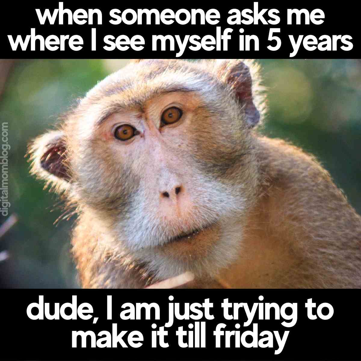 20 Hilarious Monkey Memes To Instantly Brighten Your Day