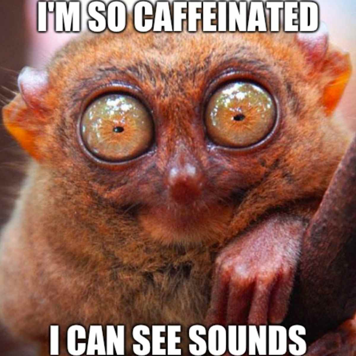 35 Funny Coffee Memes To Keep That Caffeine Pumping