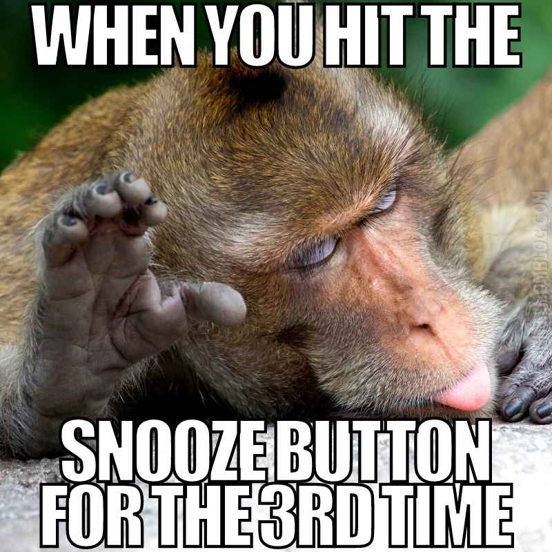 75 Funny Sleep Memes So Great You Will Forget You Are Tired