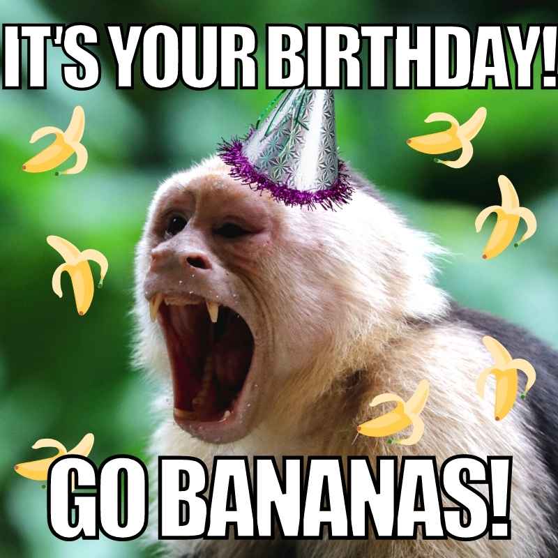 20 Hilarious Monkey Memes To Instantly Brighten Your Day