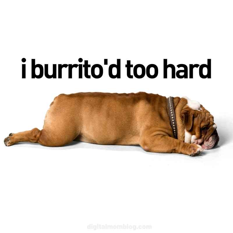15+ Funny Burrito Memes And Images