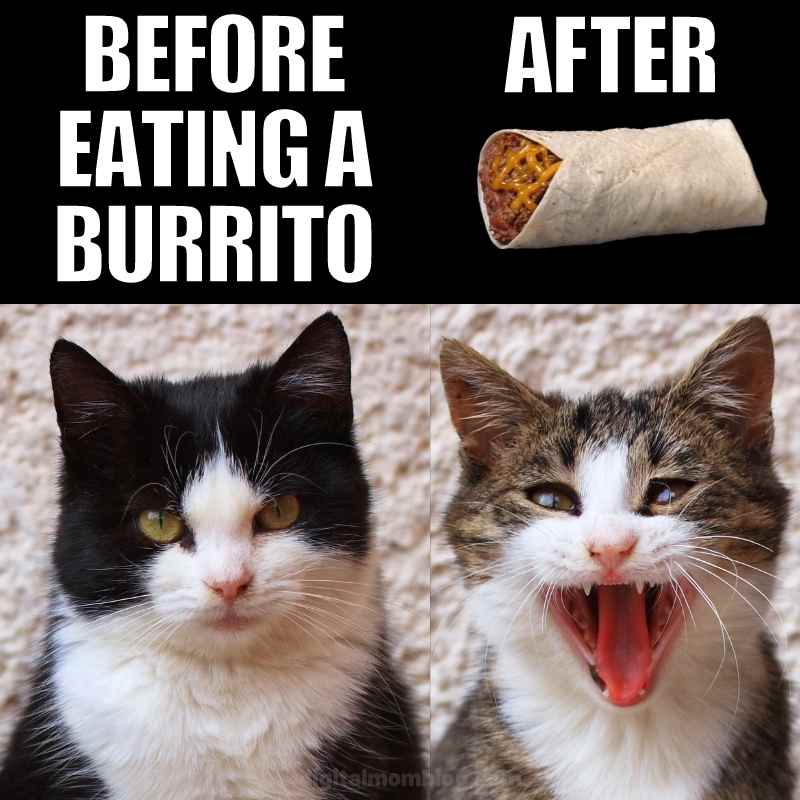 15+ Funny Burrito Memes And Images
