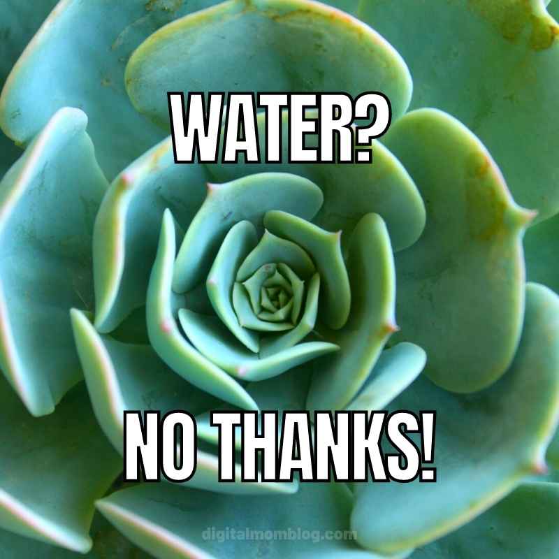 40 Hilarious Plant Memes That Every Gardener Can Relate To