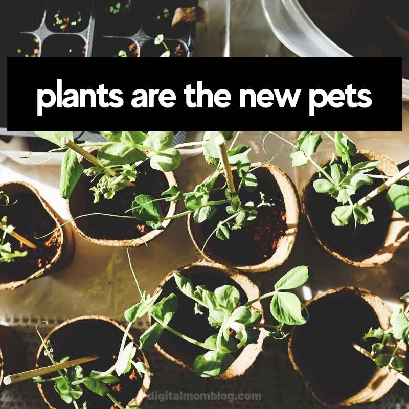 40 Hilarious Plant Memes That Every Gardener Can Relate To