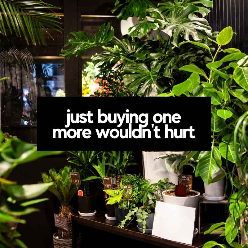 40 Hilarious Plant Memes That Every Gardener Can Relate To