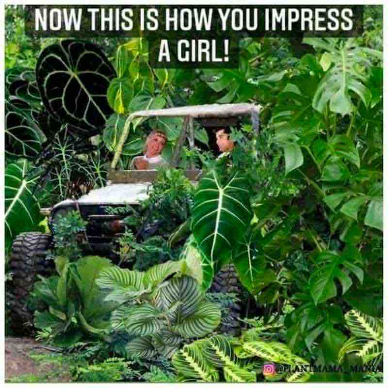 40 Hilarious Plant Memes That Every Gardener Can Relate To