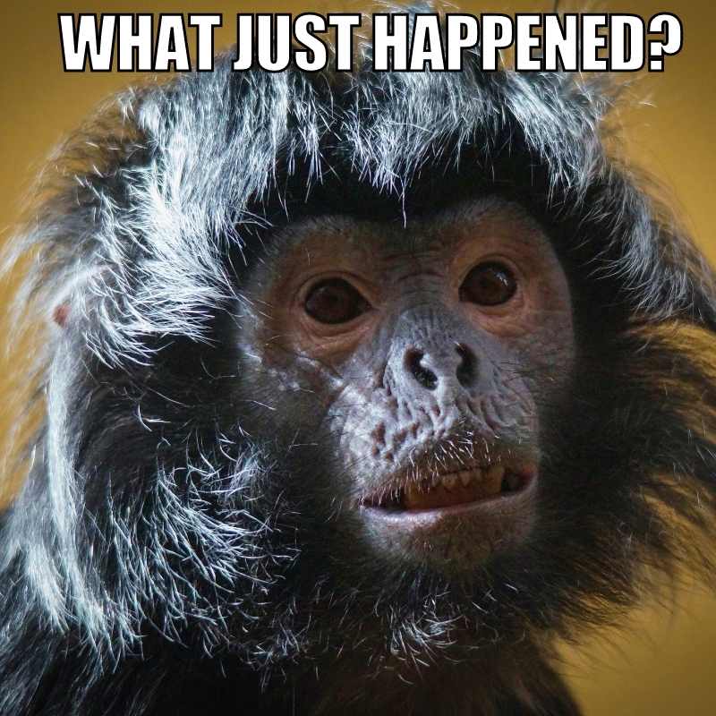 20 Hilarious Monkey Memes To Instantly Brighten Your Day
