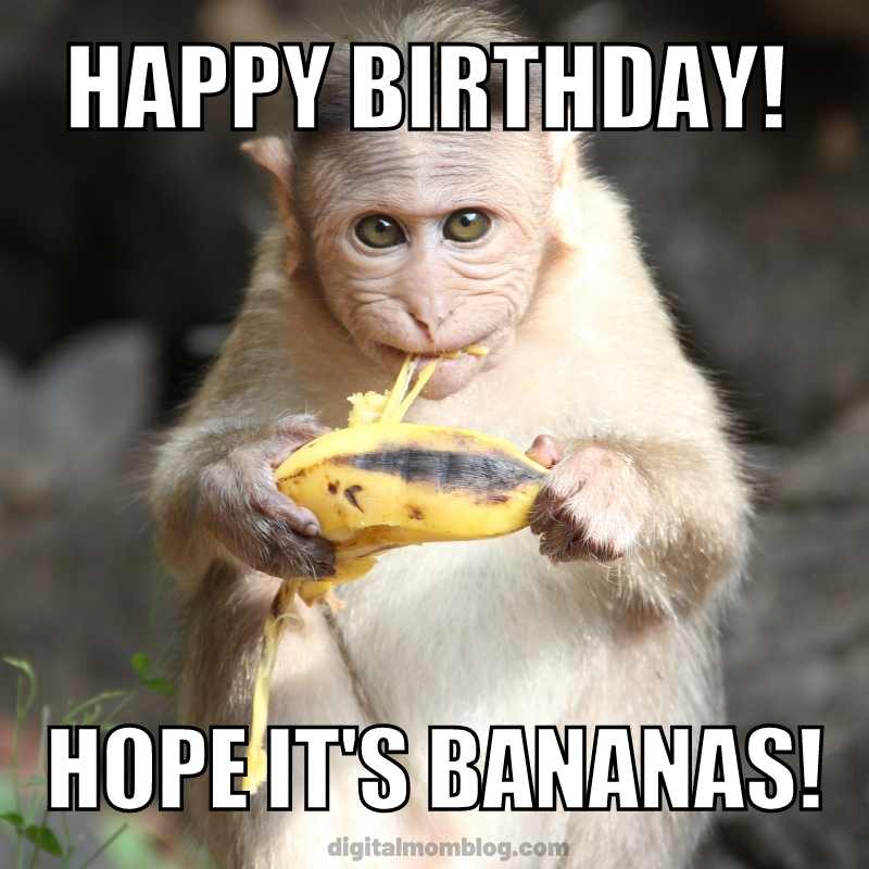 20 Hilarious Monkey Memes To Instantly Brighten Your Day