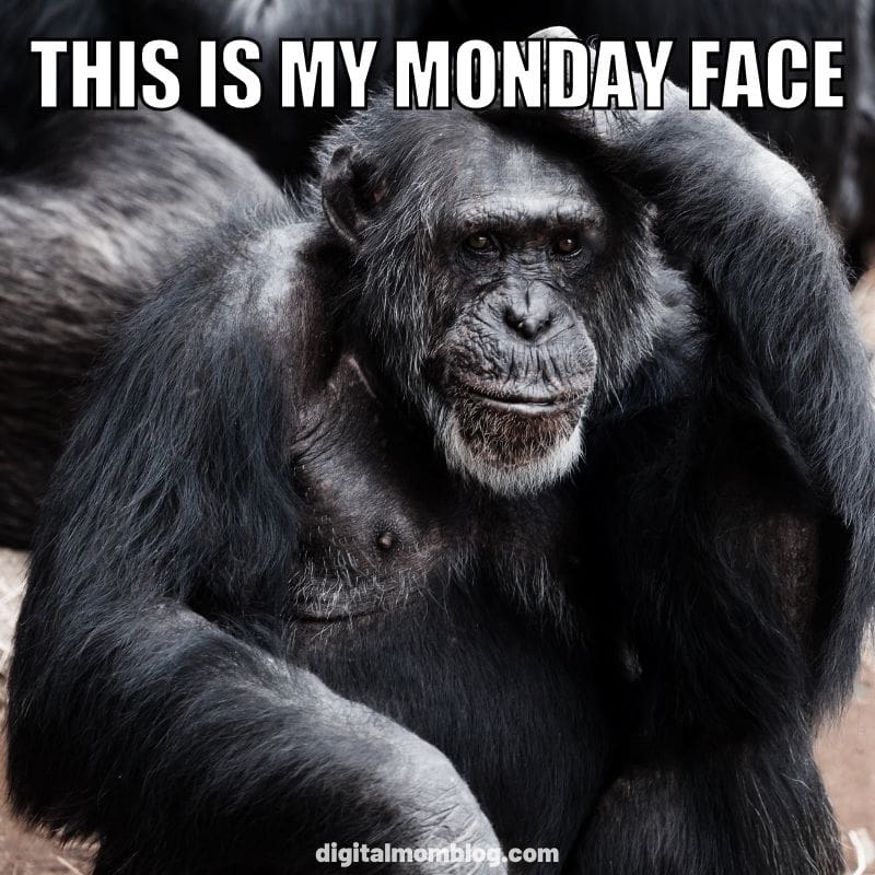 20 Hilarious Monkey Memes To Instantly Brighten Your Day