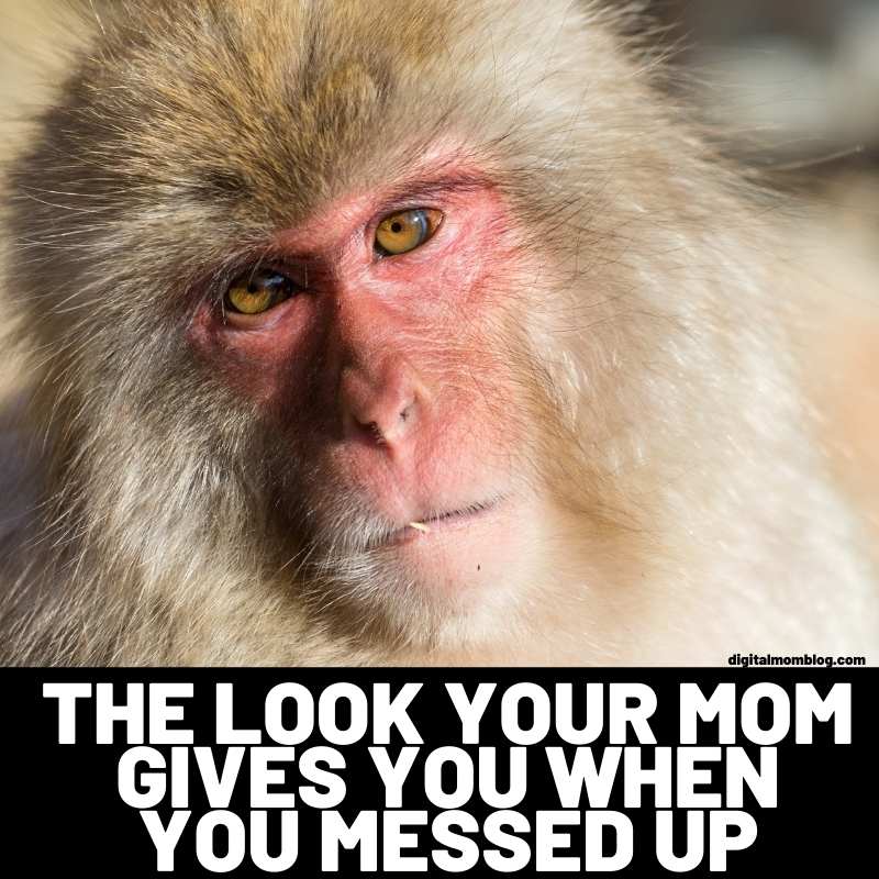 20 Hilarious Monkey Memes To Instantly Brighten Your Day