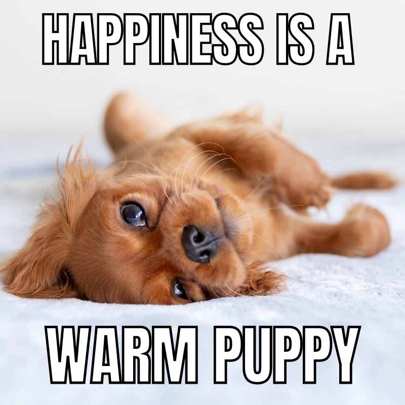 25 Cute Puppy Memes To Melt Your Heart