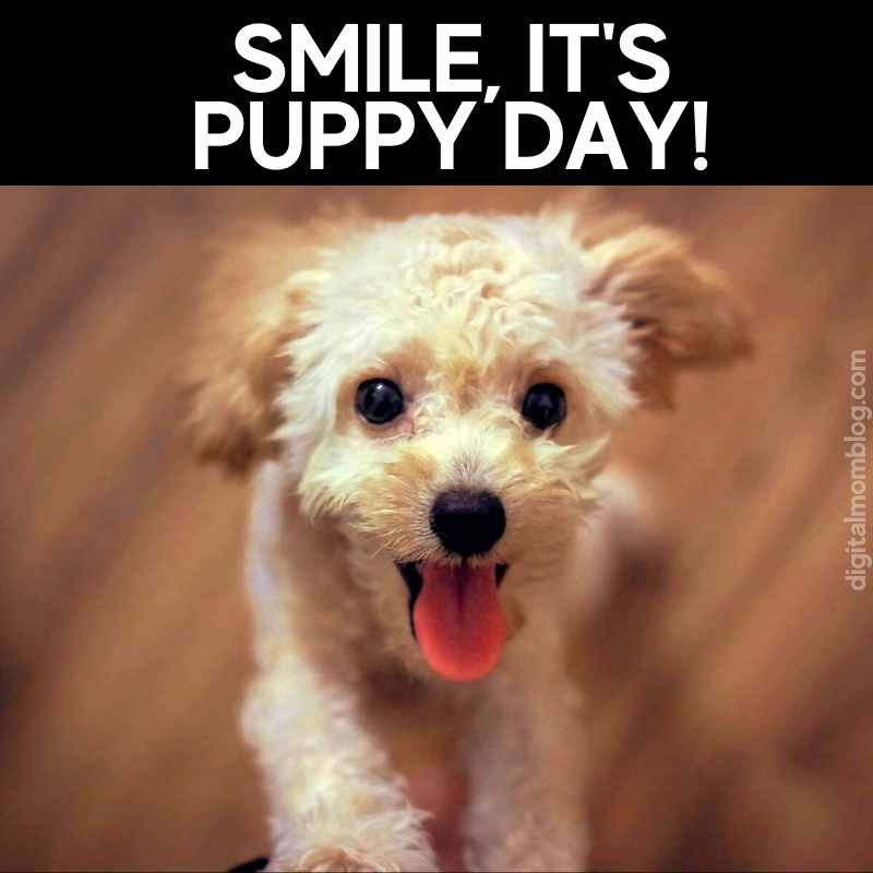 25 Cute Puppy Memes To Melt Your Heart