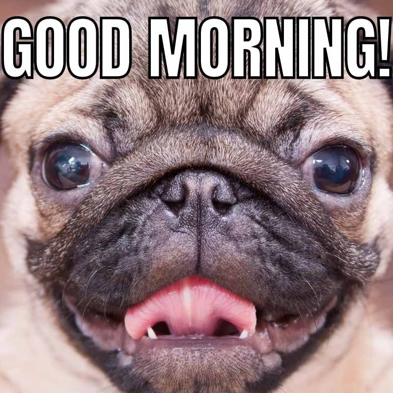 25 Cute Puppy Memes To Melt Your Heart