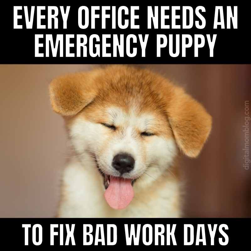 25 Cute Puppy Memes To Melt Your Heart