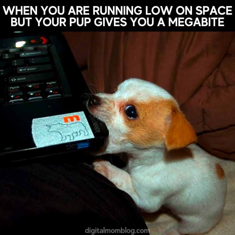 25 Cute Puppy Memes To Melt Your Heart