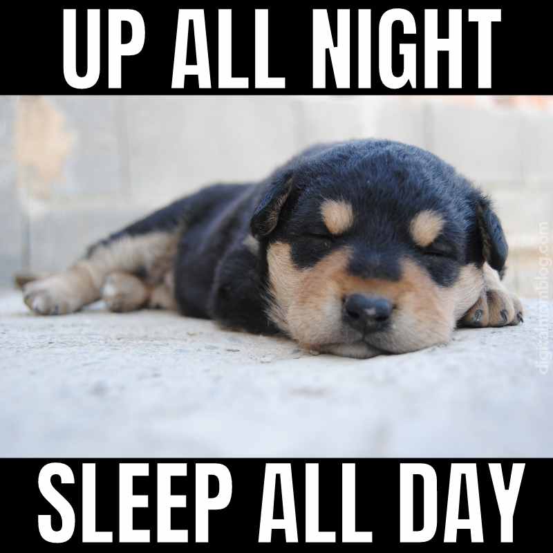 25 Cute Puppy Memes To Melt Your Heart