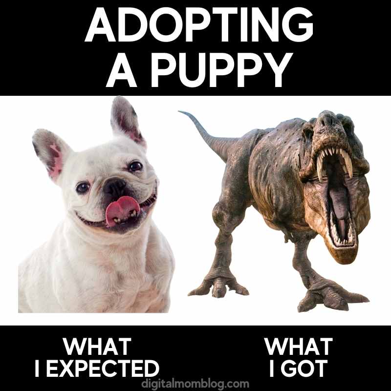 25 Cute Puppy Memes To Melt Your Heart