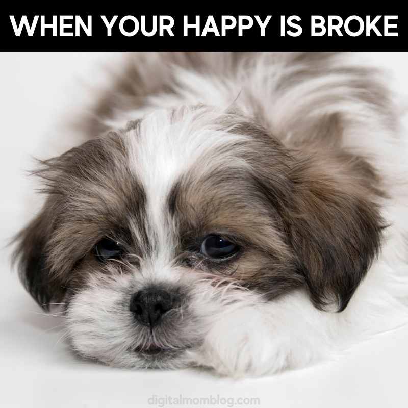 25 Cute Puppy Memes To Melt Your Heart
