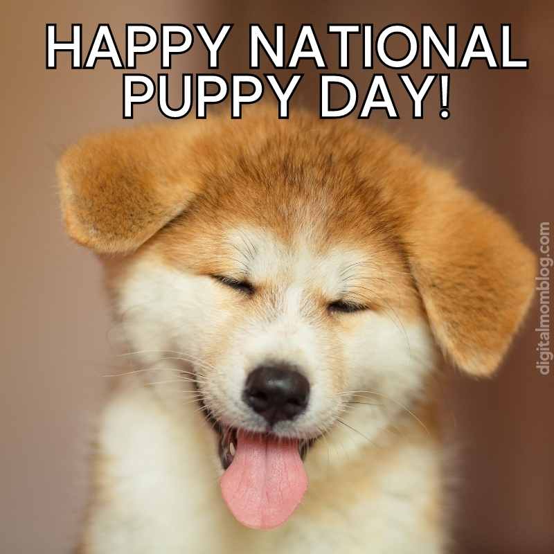 25 Cute Puppy Memes To Melt Your Heart