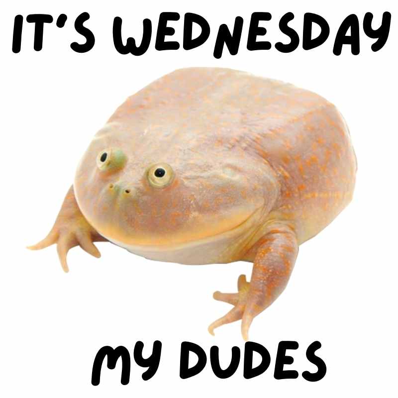 50 Fun Wednesday Memes To Get You Through The Mid-Week Slump