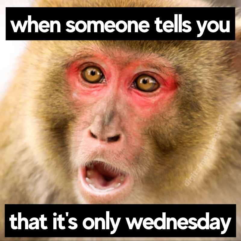 50 Fun Wednesday Memes To Get You Through The Mid-Week Slump