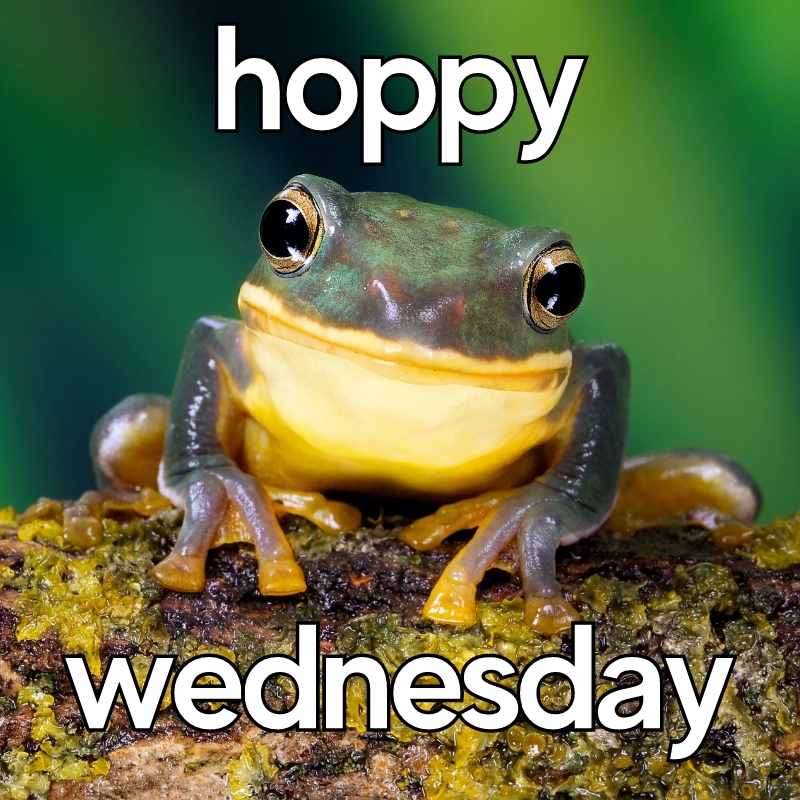 50 Fun Wednesday Memes To Get You Through The Mid-Week Slump