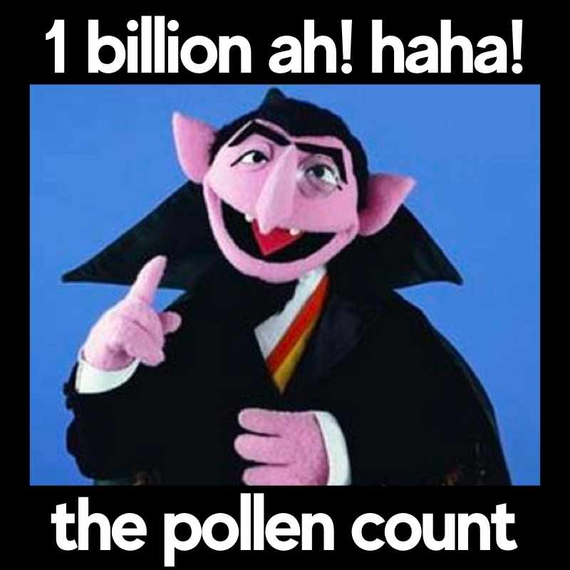 20 Best Pollen Memes To Help You Laugh Through The Sneezes