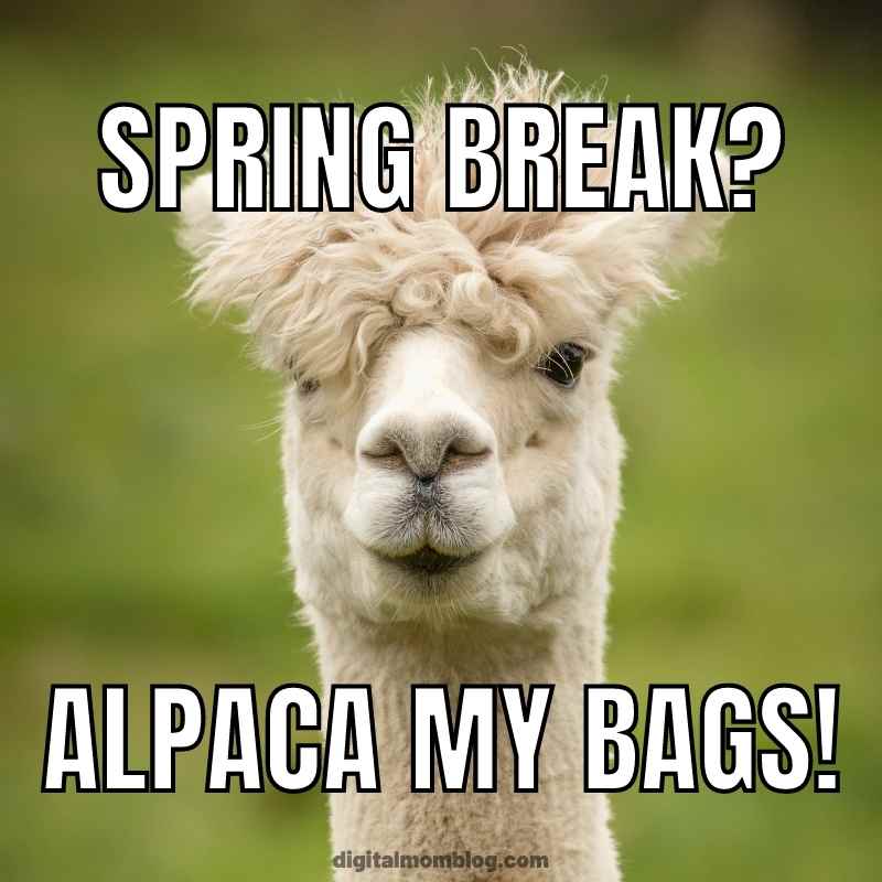 50 Funny Spring Memes To Have You Laughing All Season Long