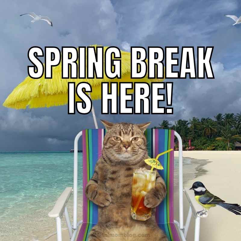 Funny Spring Break Memes: Sun, Sand, And Sarcasm