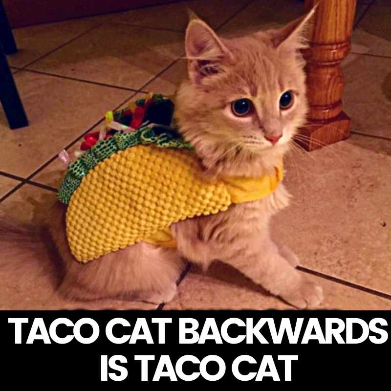 Best Palindrome Memes For Twosday - 2/22/22