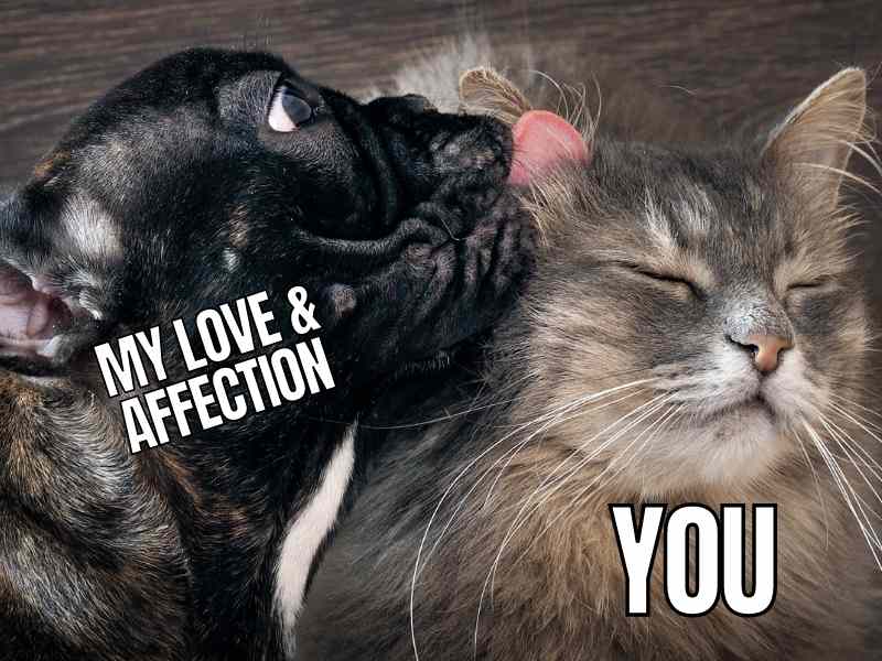 40 Best Love Memes For Expressing Your Devotion