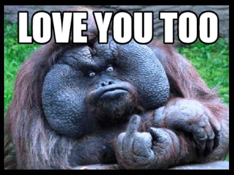 40 Best Love Memes For Expressing Your Devotion
