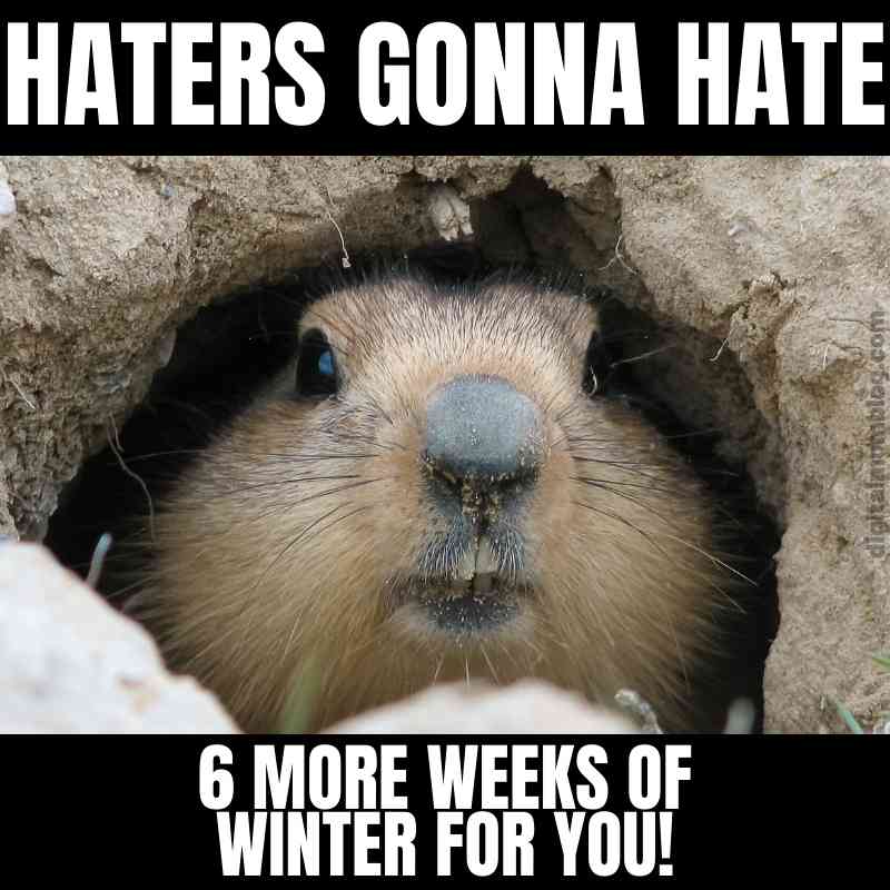 From Shadow To Sunshine: Hilarious Groundhog Day 2024 Memes
