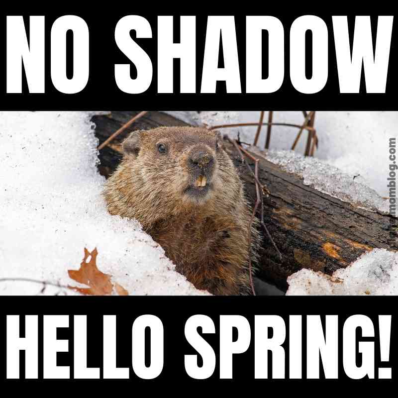 From Shadow To Sunshine: Hilarious Groundhog Day 2024 Memes