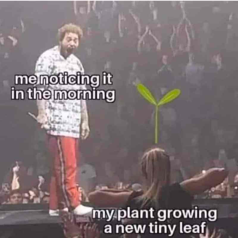 40 Hilarious Plant Memes That Every Gardener Can Relate To