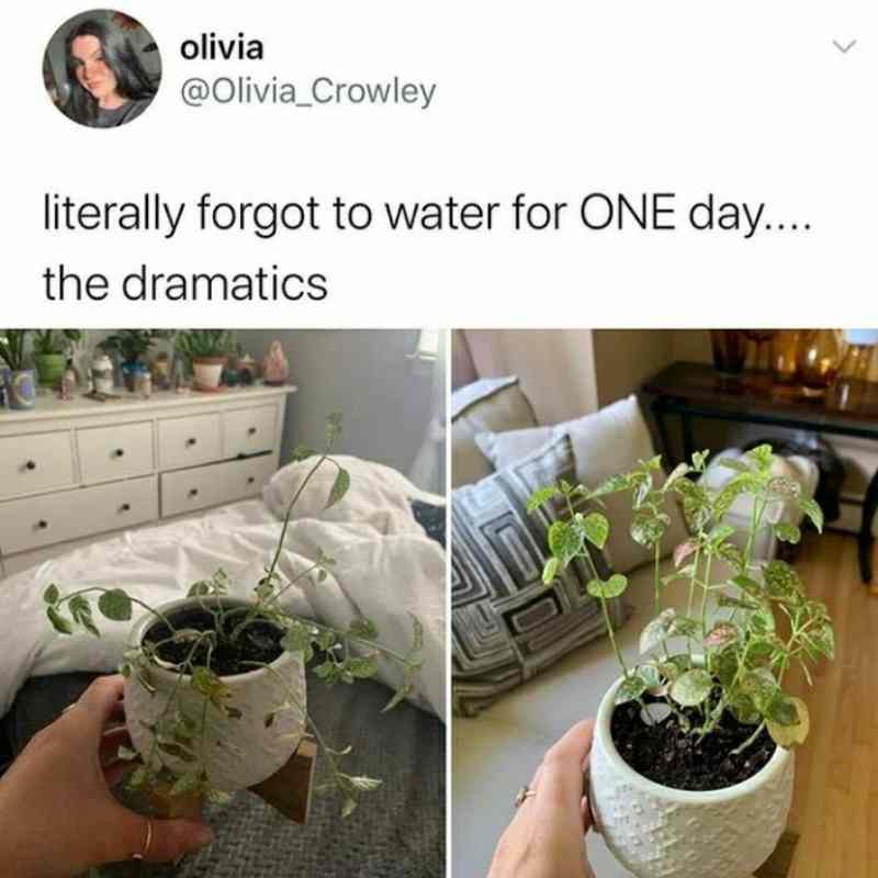 40 Hilarious Plant Memes That Every Gardener Can Relate To