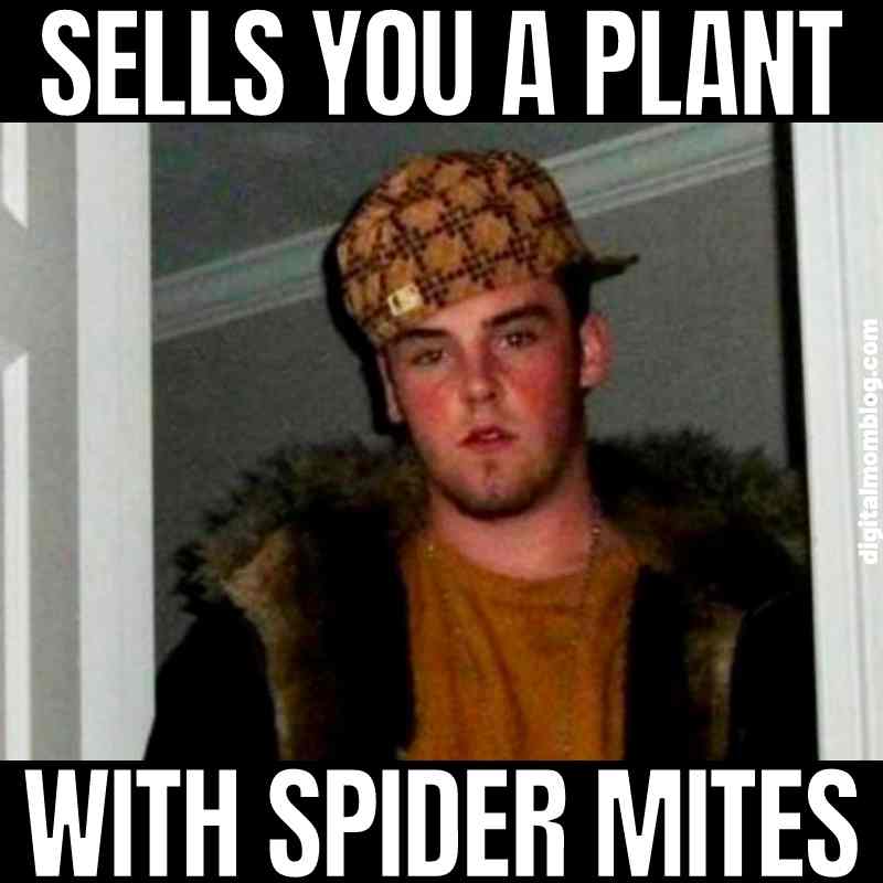 40 Hilarious Plant Memes That Every Gardener Can Relate To