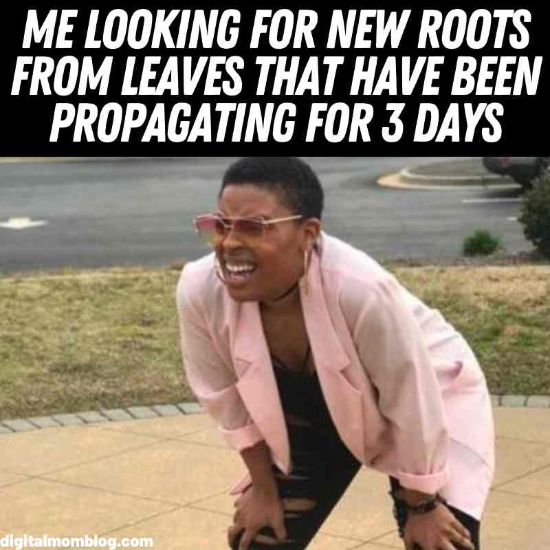 40 Hilarious Plant Memes That Every Gardener Can Relate To