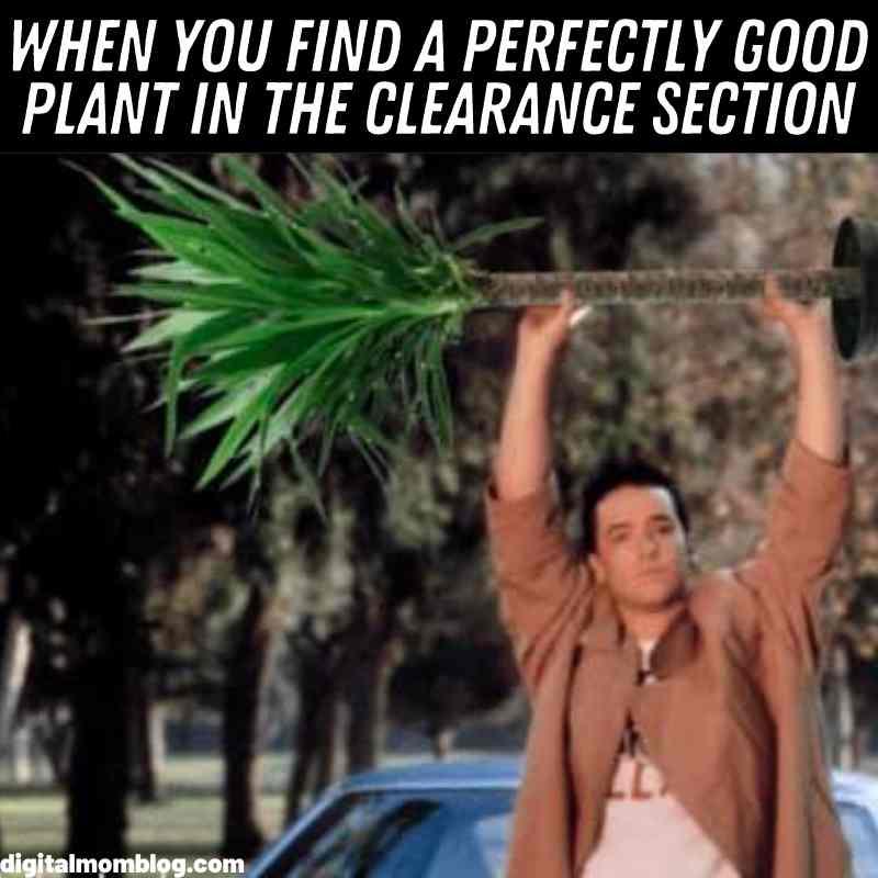 40 Hilarious Plant Memes That Every Gardener Can Relate To