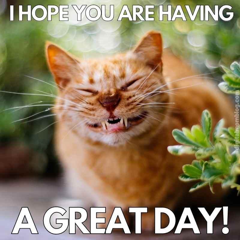 35 Have A Great Day Memes Guaranteed To Make You Smile!