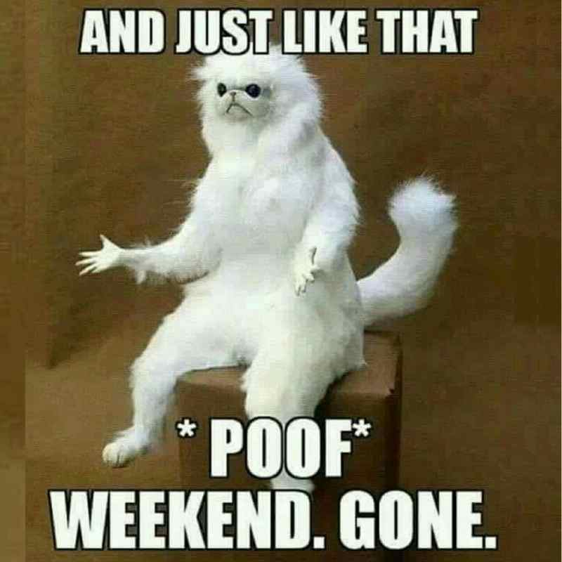 40 Funny Sunday Memes To Beat The End Of The Weekend Blues