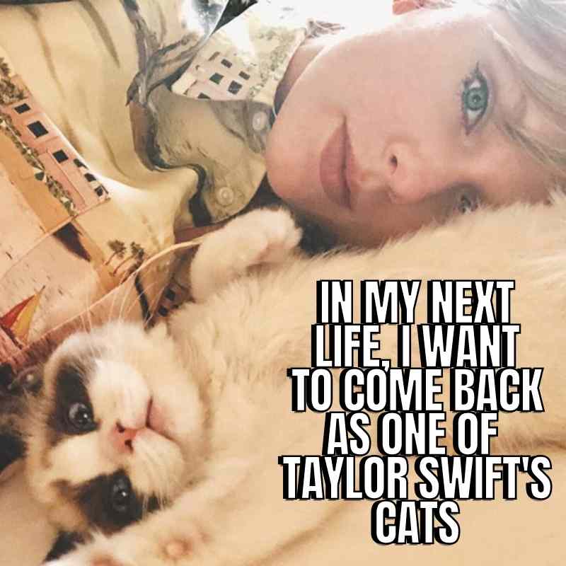 22 Best Taylor Swift Memes To Shake Off A Bad Day With
