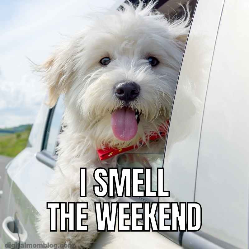 25 Weekend Memes That Will Make You Forget About Monday