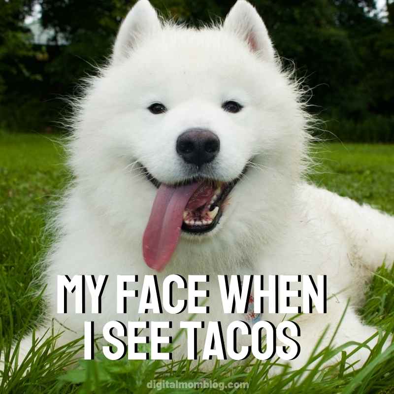 20 Funny Taco Memes For Every Taco Lover